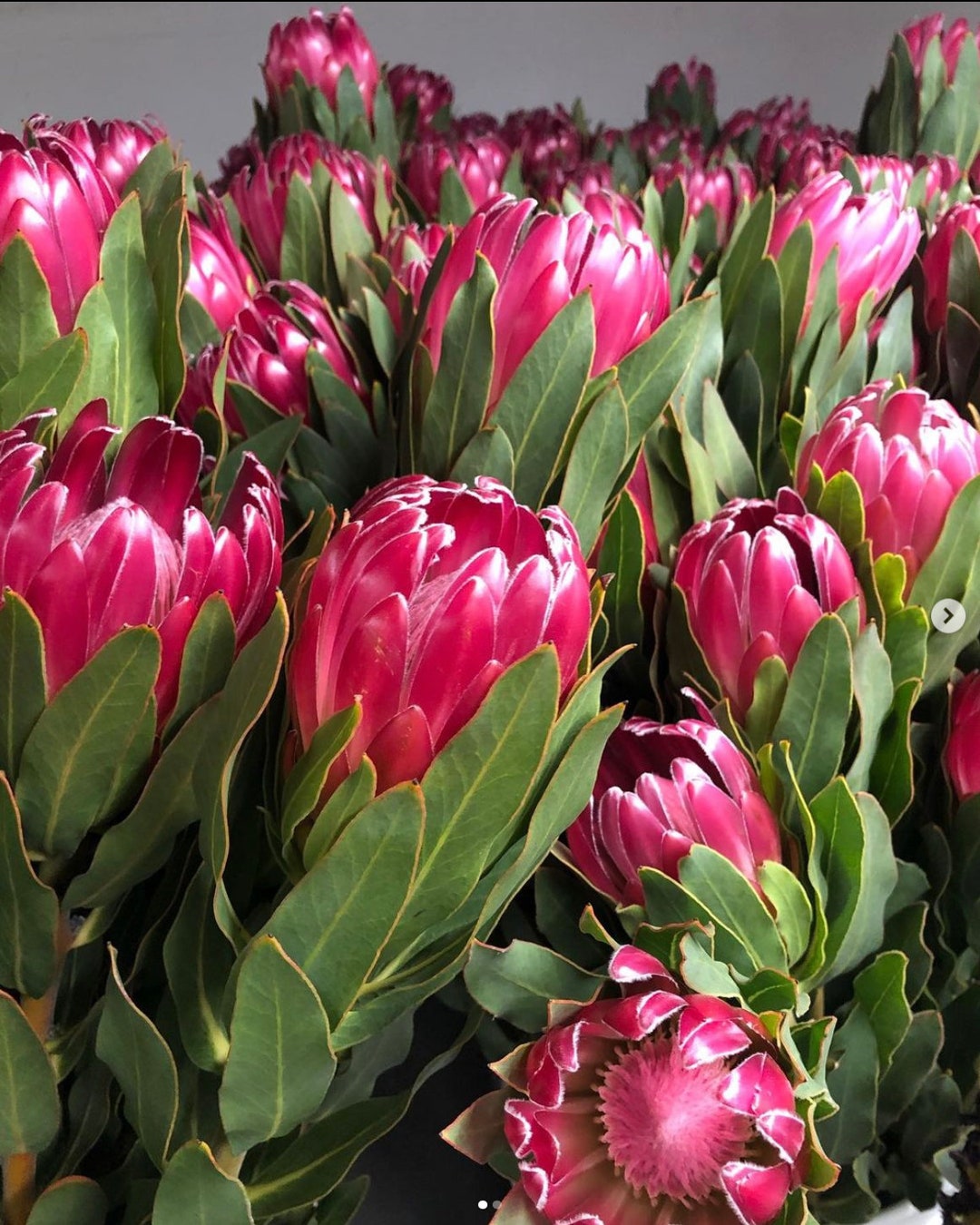 Protea Brenda Live Plant (1 Gallon) - Etsy