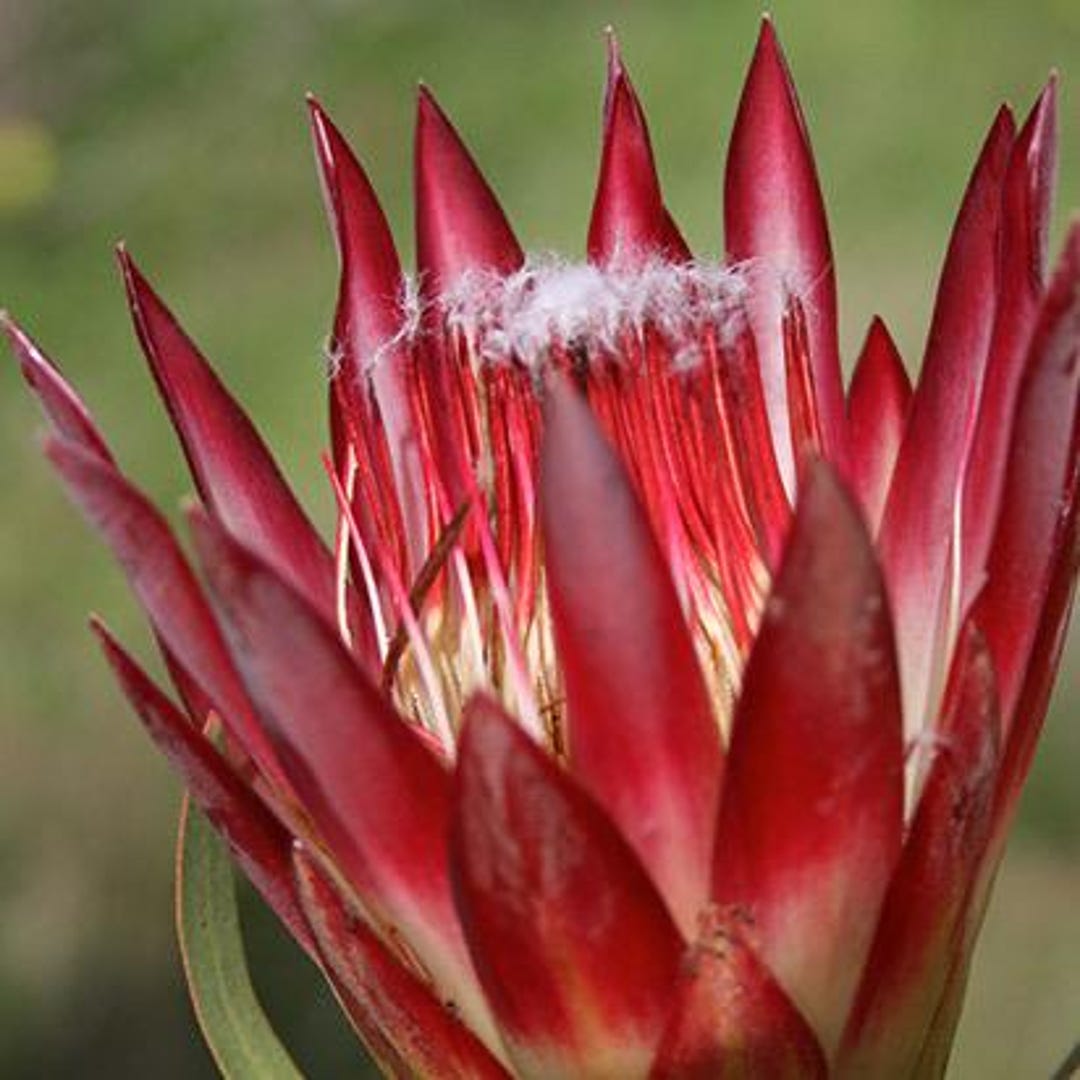 Protea Repens Red Live Plant (1 Gallon) - Etsy