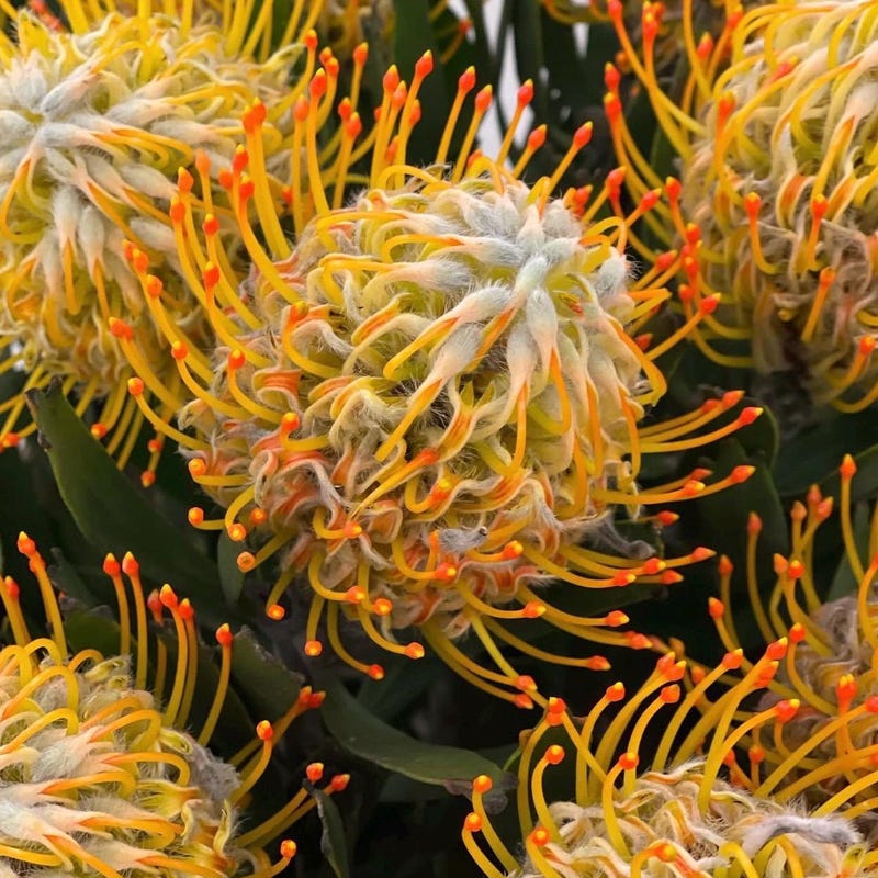 Leucospermum Plant - Etsy