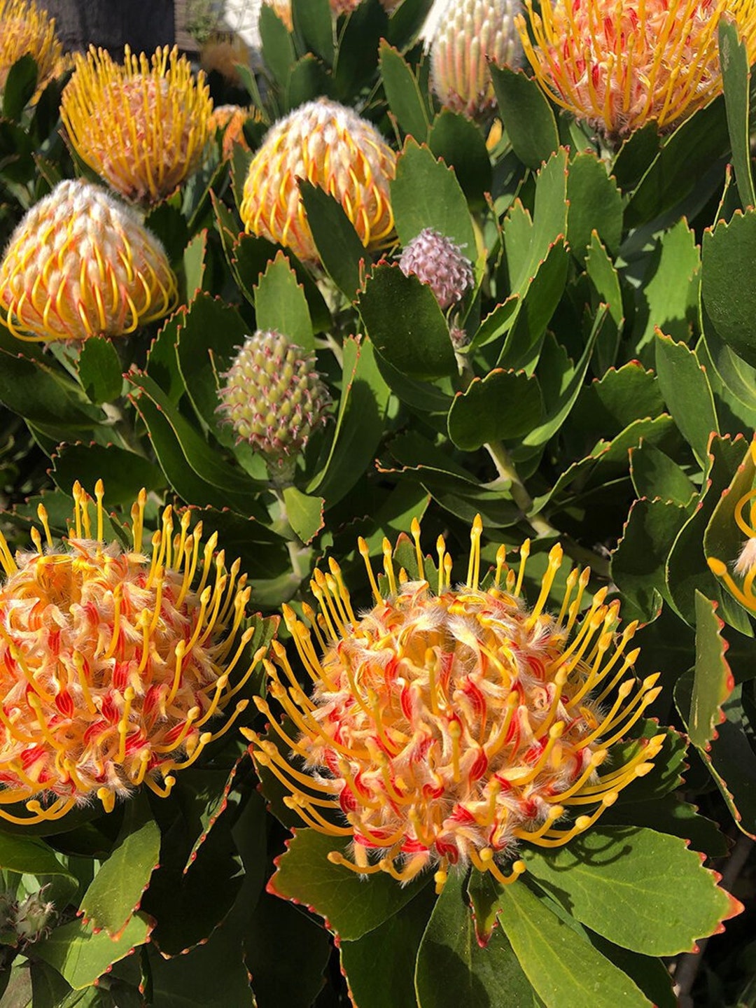 Protea Leucospermum Veldfire Live Plant (1 Gallon) - Etsy