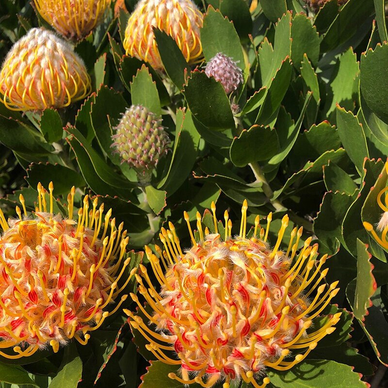 Leucospermum Plant - Etsy