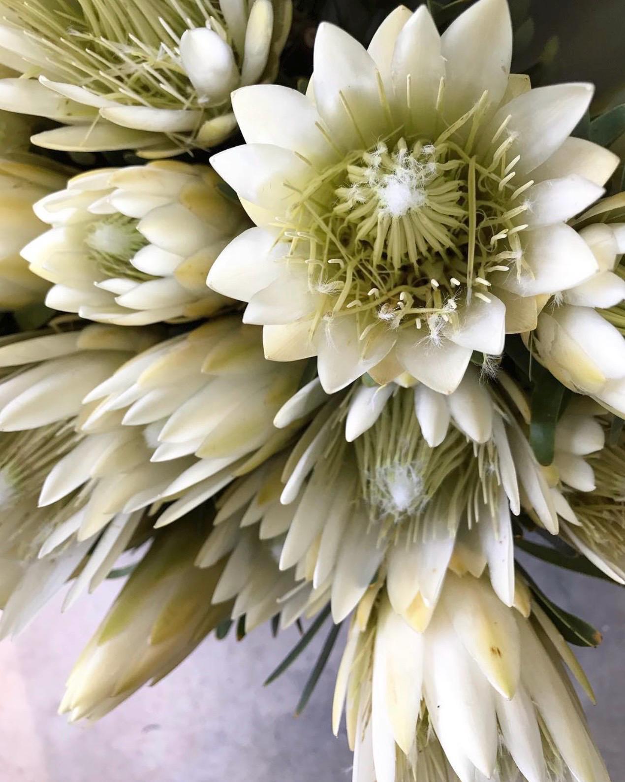 Protea Repens White one Gallon - Etsy