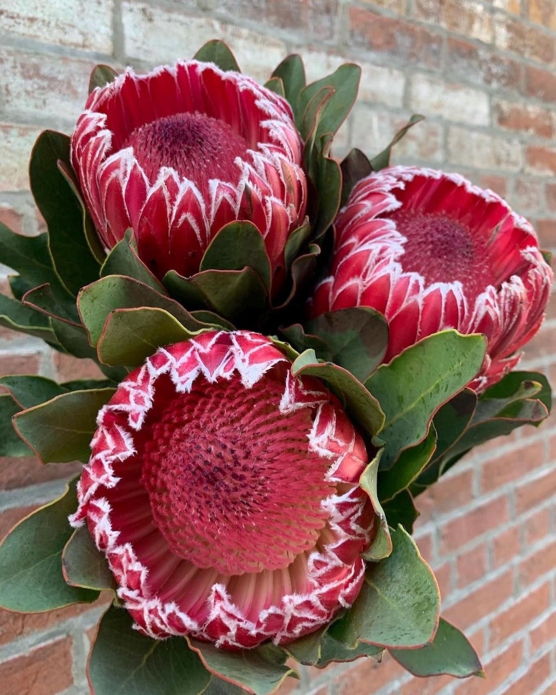 Protea Candida Empress Live Plant (1 Gallon) - Etsy