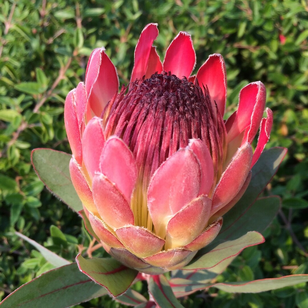 Protea Sylvia one Gallon - Etsy