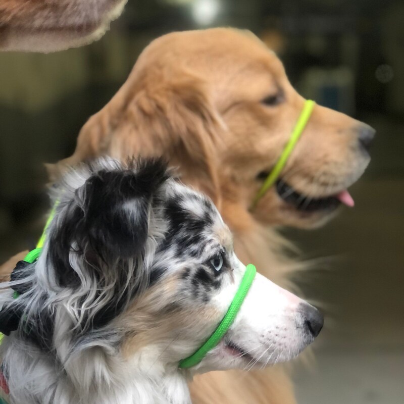 Rope Dog Collar - Etsy