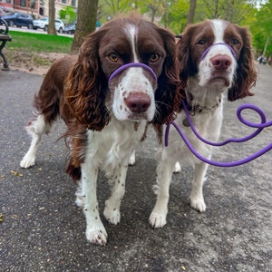 No-pull | Slip Lead | Back-up Safety Strap | Training | Rope Leash ...