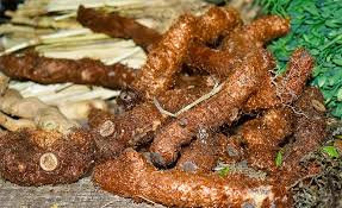 Calaguala Kalawalla Rhizome Powder Polypodium Leucotomos From East ...