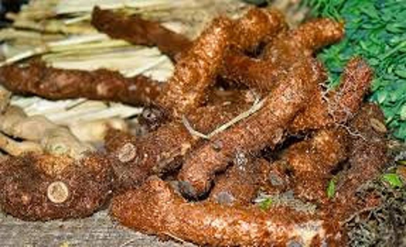 Calaguala Kalawalla Rhizome Powder Polypodium Leucotomos From East ...