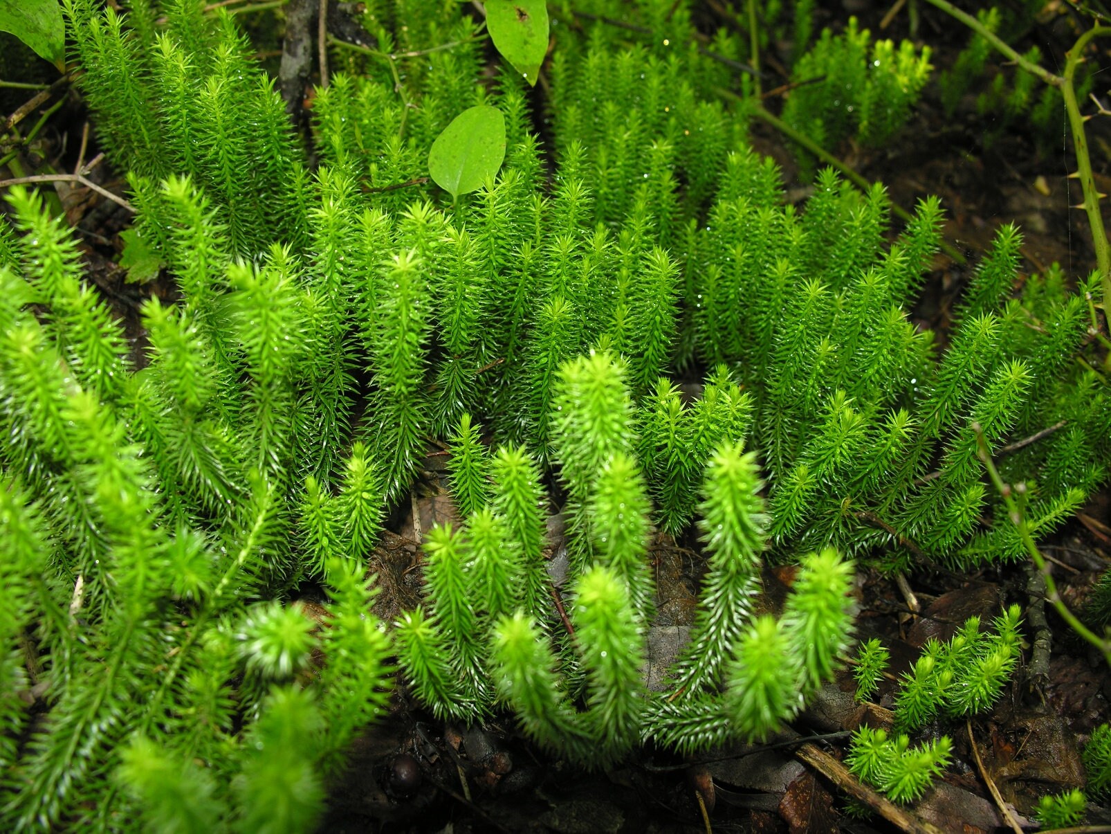 Club Moss Powder From East Coast Superfoods 50 G / 1.76 Oz - Etsy