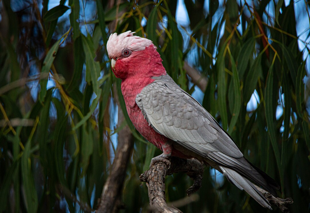 Australian Galah Bird Photo Australian Bird Photography Digital ...