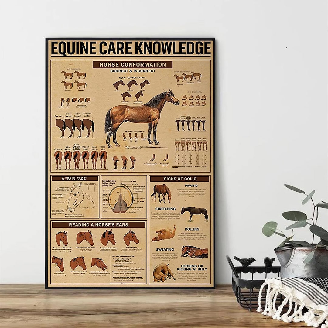 Equine Care Knowledge Poster Horse Conformation A Pain Face - Etsy