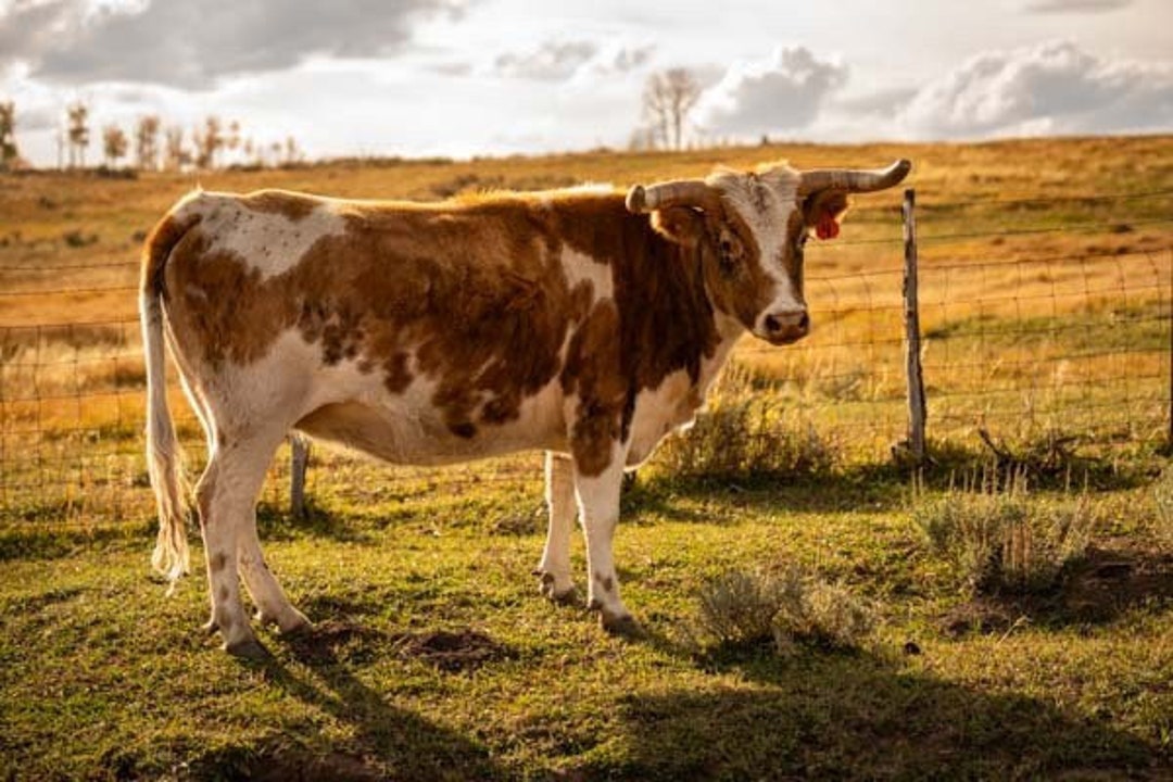 Colorado Rocky Mountain Cow (enoch Long Horn Cow) - Etsy