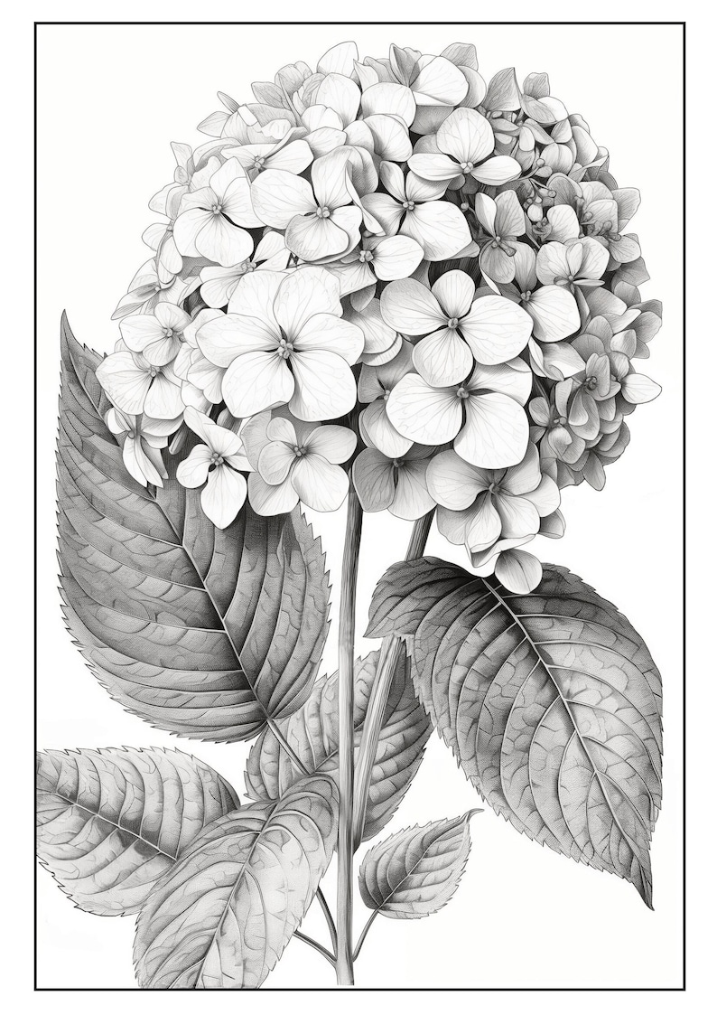 30 Printable Grayscale Coloring Pages With Flowers, for Kids and Adults ...