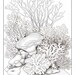 Set of 20 Coloring Pages With Sea Corals, Marine and Ocean Life, Coral ...