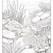 Set of 20 Coloring Pages With Sea Corals, Marine and Ocean Life, Coral ...