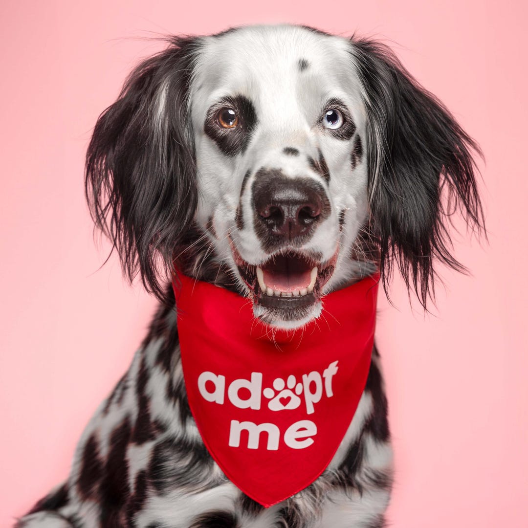 Adopt Me Triangle Dog Bandana - Etsy
