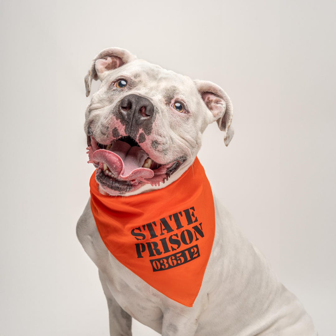 State Prison Halloween Costume Triangle Dog Bandana - Etsy