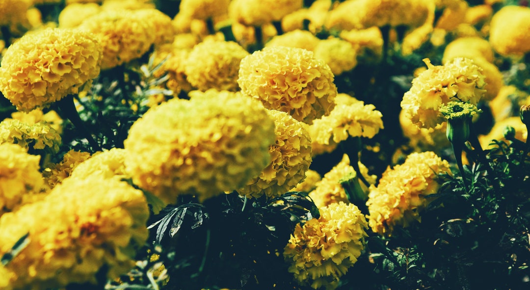 French Dwarf Marigold Seeds - One Dozen - Etsy