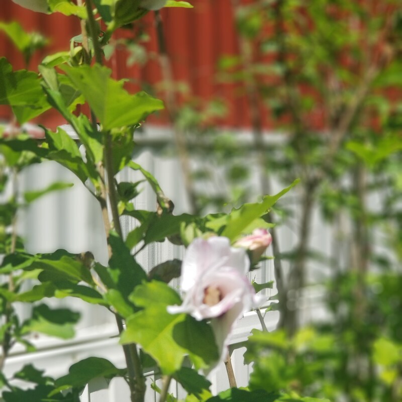 Rose of Sharon Plants - Etsy