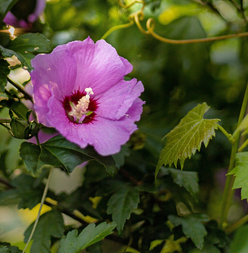 Rose of Sharon - Purple Heart Variety - One Dozen Seeds - Etsy