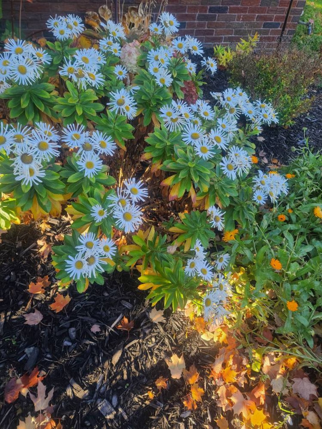 Common Daisy - Extra Large - Asteraceae - Two Dozen Seeds - Etsy