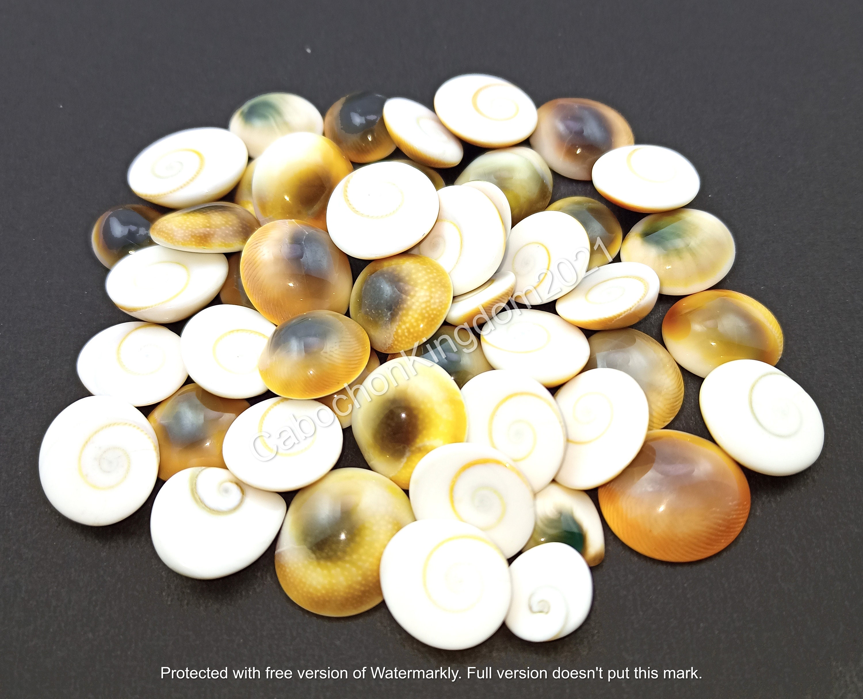 Natural Shiva Eye Shell Gemstone Cabochon Shiva Eye Jewelry AAA Shiva ...