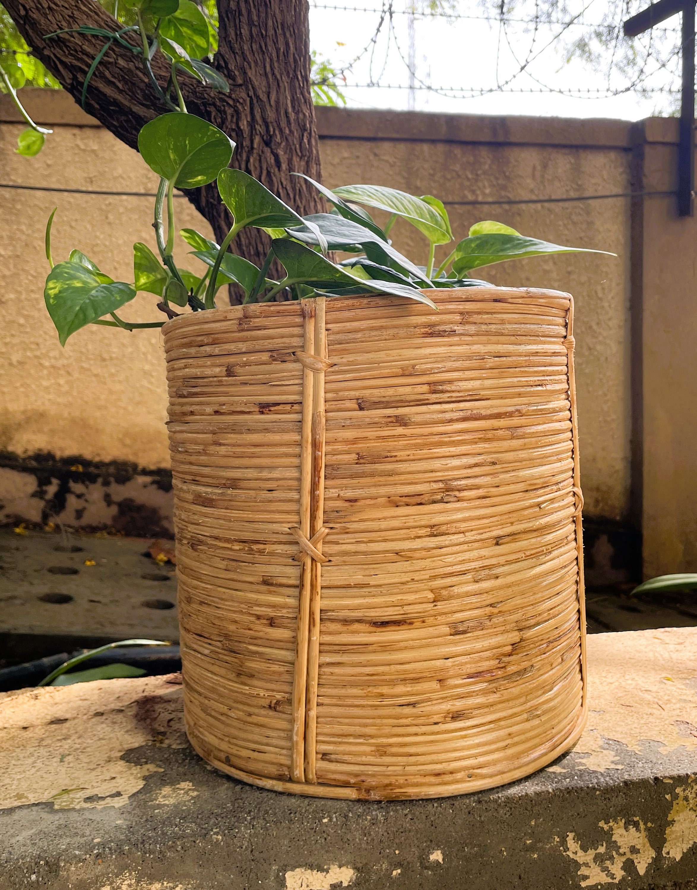 Rattan Planter Set: Versatile, Eco-friendly, and Stylish - 100% Natural ...