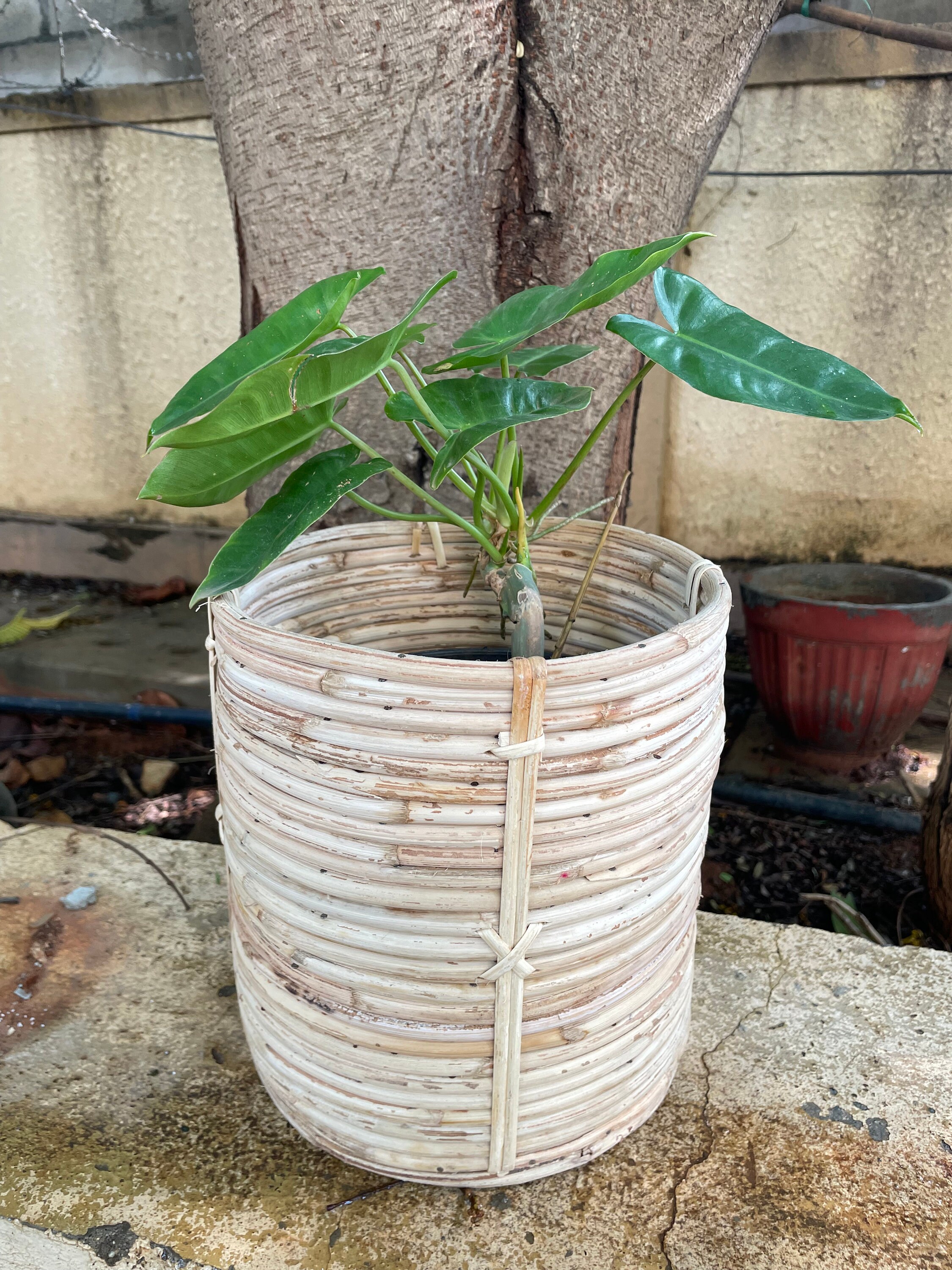 Rattan Planter Set: Versatile, Eco-friendly, and Stylish - 100% Natural ...