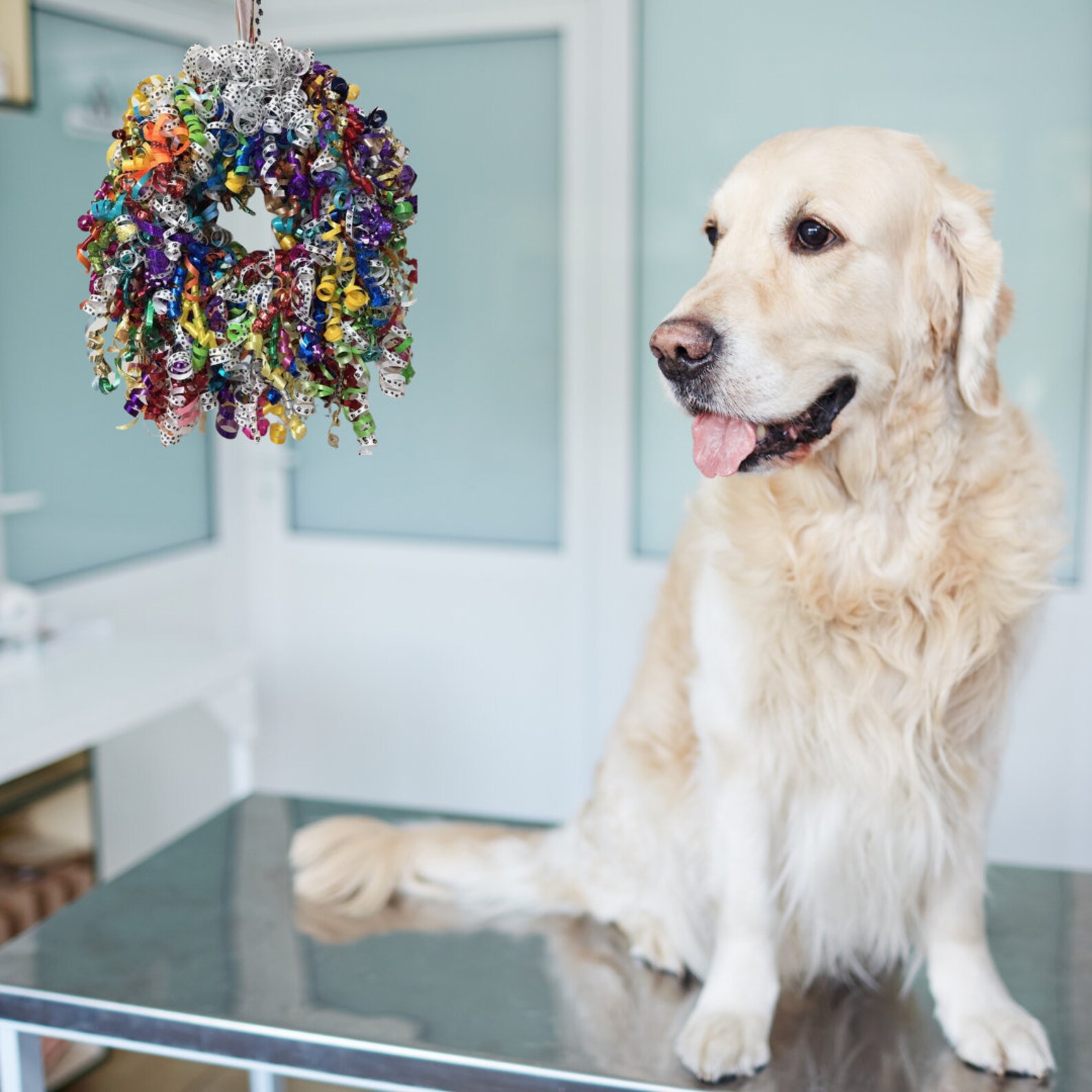 Two Sided Pet Love Wreath and Also for Birthdays and Anniversaries and ...
