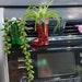 Car Air FRESHENER 1 COWBOY BOOT Succulent Plant & a Free Daisy Vent ...