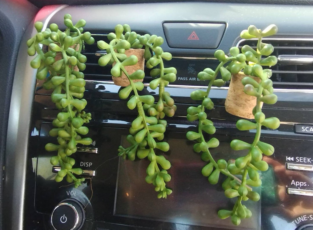 CAR AIR FRESHENER - 1 Succulent String of Pearls Plant & a Free Daisy ...