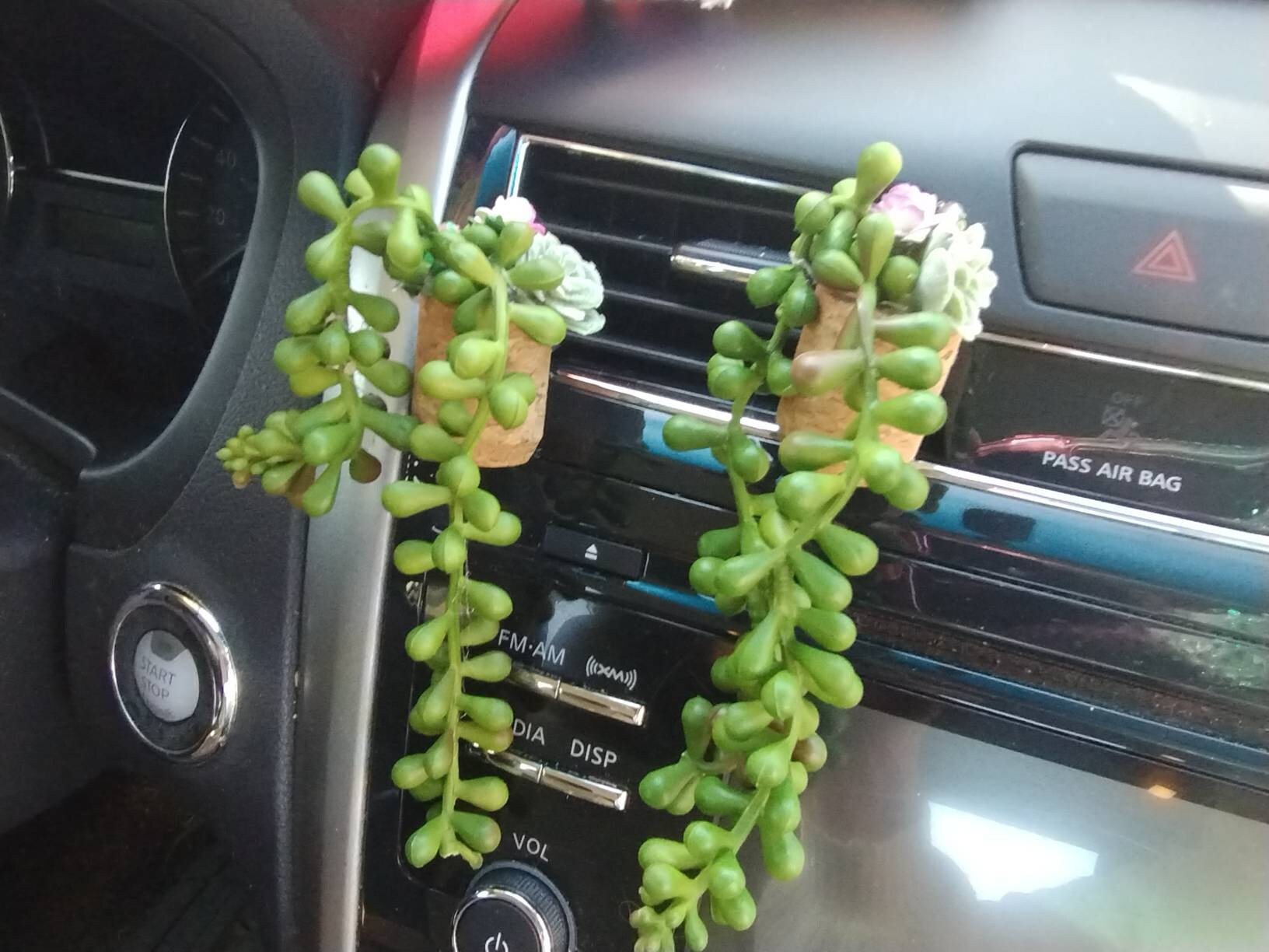 CAR AIR FRESHENER - 1 Succulent String of Pearls Plant & a Free Daisy ...