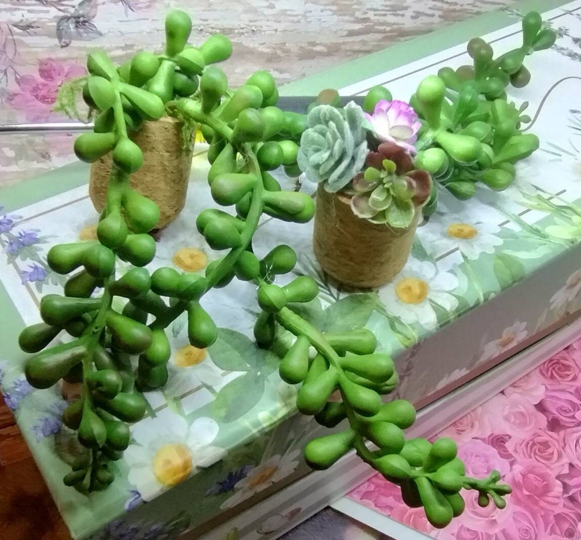 CAR AIR FRESHENER - 1 Succulent String of Pearls Plant & a Free Daisy ...