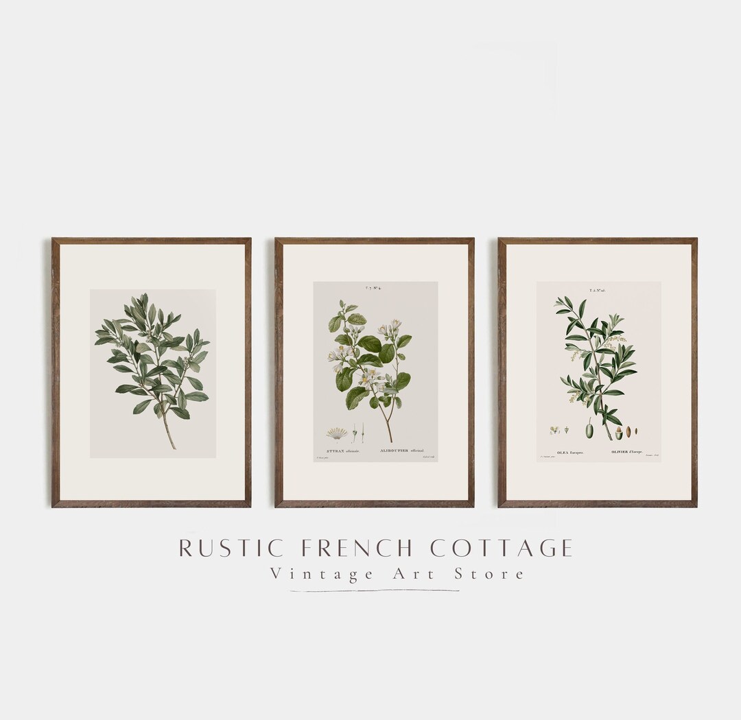 Botanical Gallery Set / Vintage Nature Art / Vintage Herbs / Botanical ...