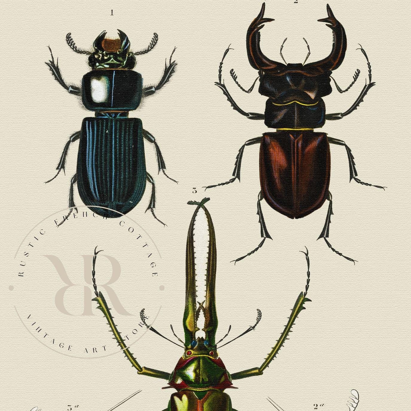 Insect Poster Set Printable | Vintage Bug Decor for Office, Library, or ...