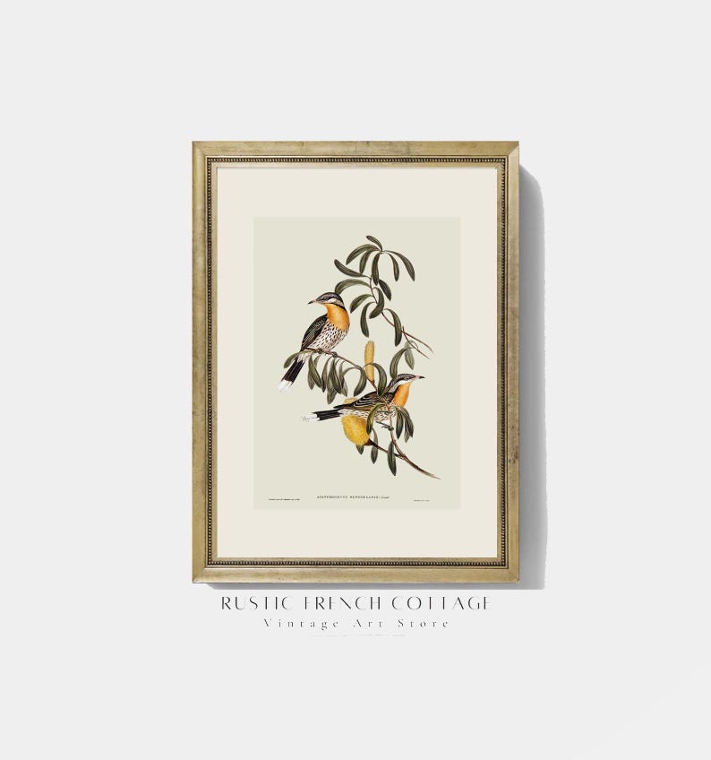 Vintage Songbird Illustrations| Antique Birds Gallery | Rustic French ...
