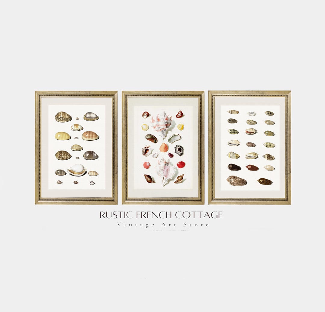 Antique Seashell Prints Set | Vintage Shell Wall Art | Vintage Marine ...