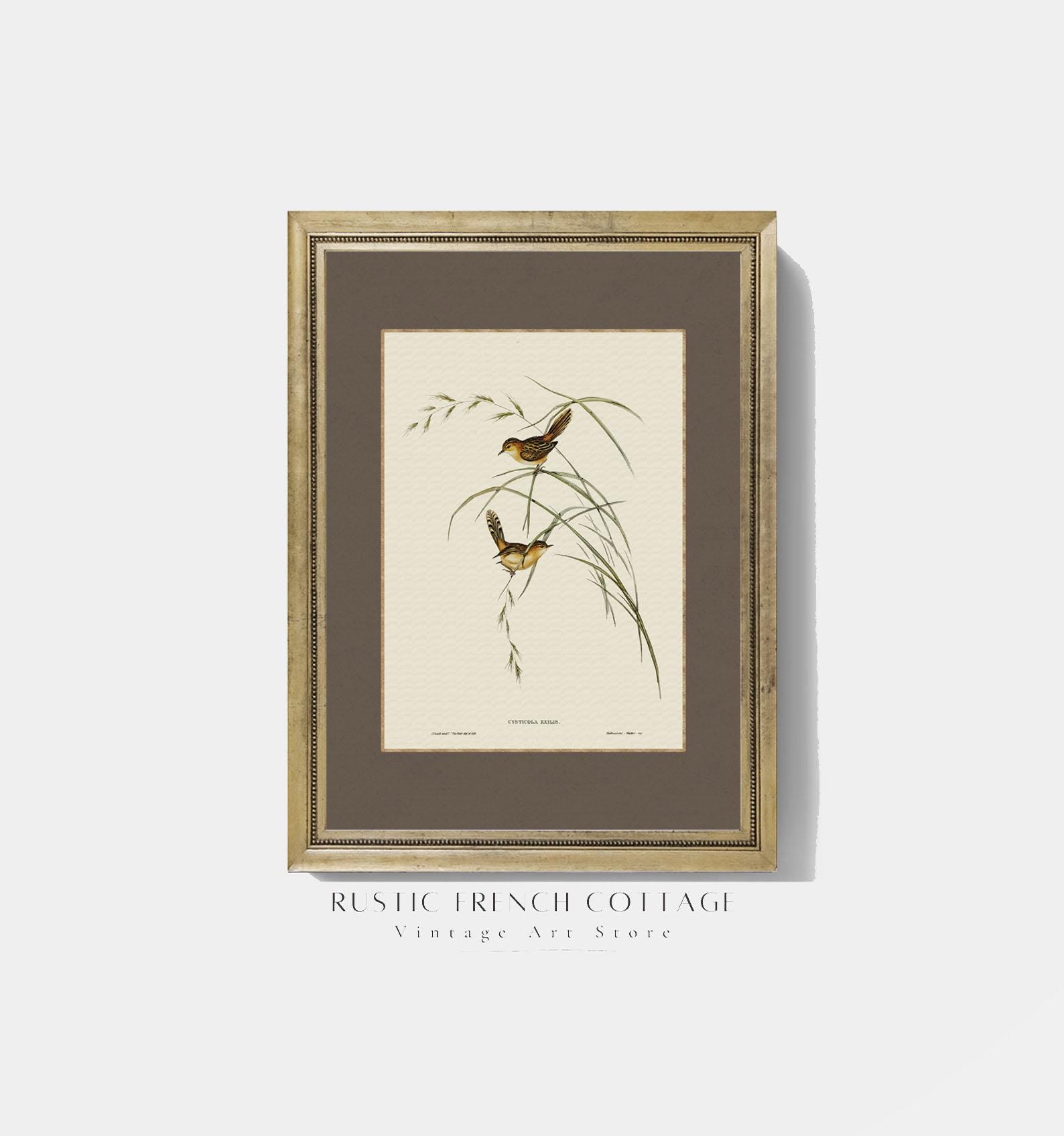 Vintage Bird Art Print | Elegant Nature Wall Art | Sophisticated Bird ...