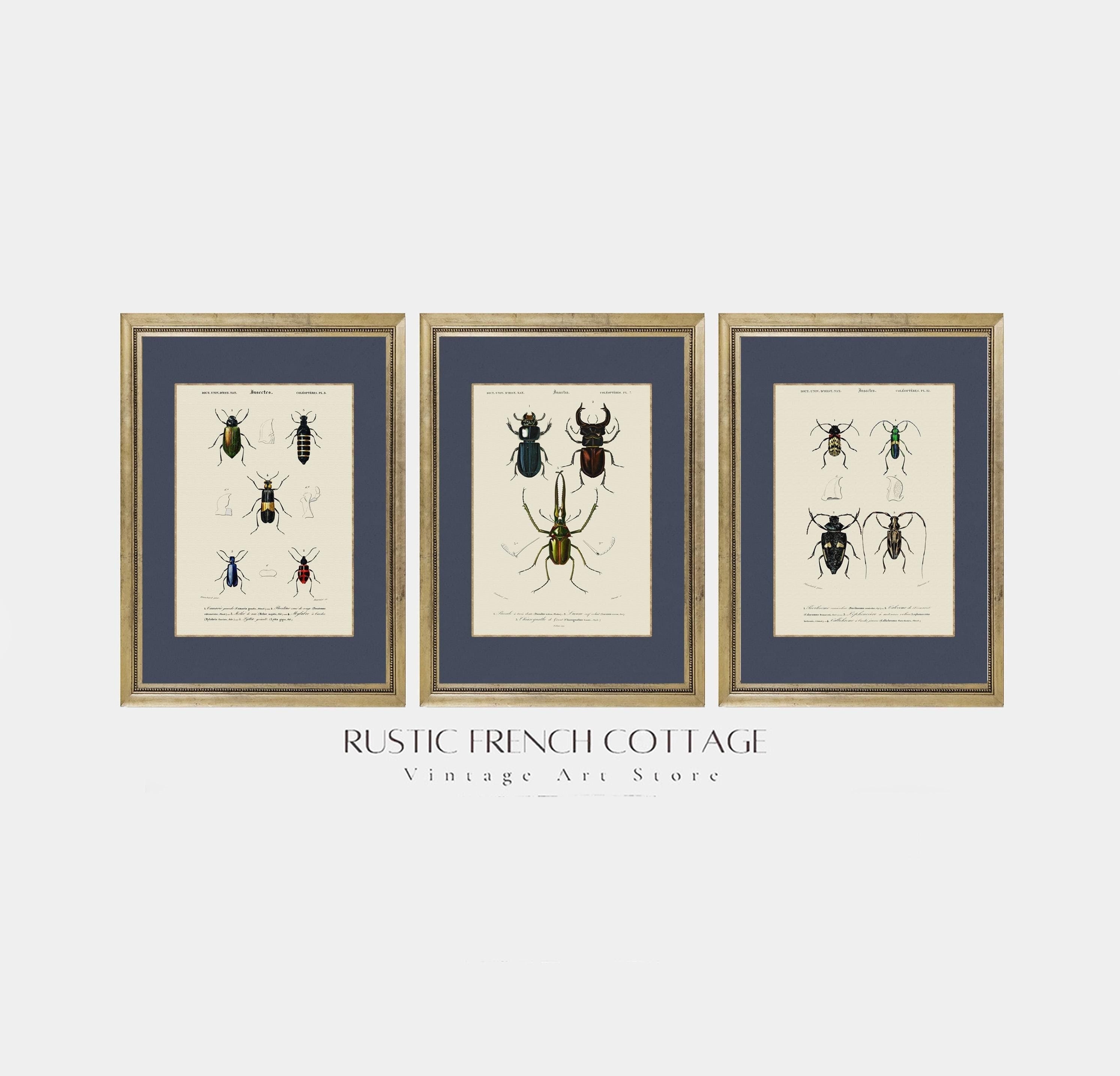 Insect Poster Set Printable | Vintage Bug Decor for Office, Library, or ...