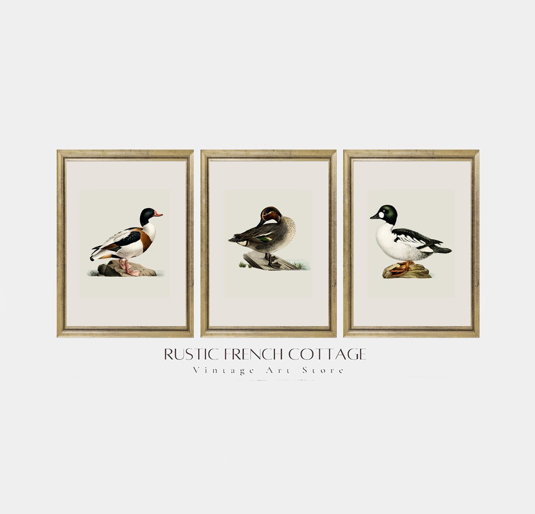 Rustic Duck Art Set of 3 | Antique Bird Prints for Country Kitchen ...