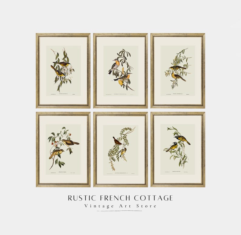 Vintage Songbird Illustrations| Antique Birds Gallery | Rustic French ...