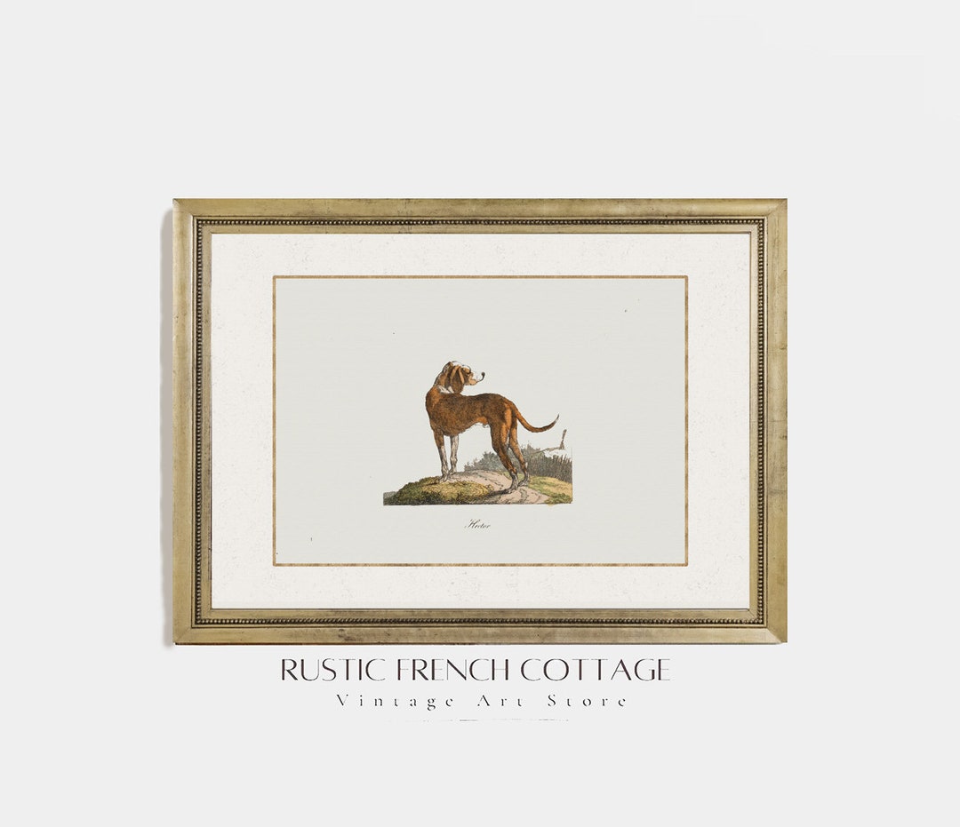 Vintage Art of Sketching a Hunting Dog | Vintage Drawing Art for Rustic ...