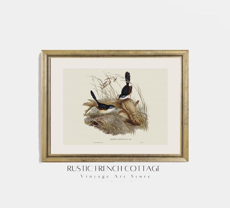 Vintage Bird Wall Art Set of 6 | European Antique Bird Illustrations ...