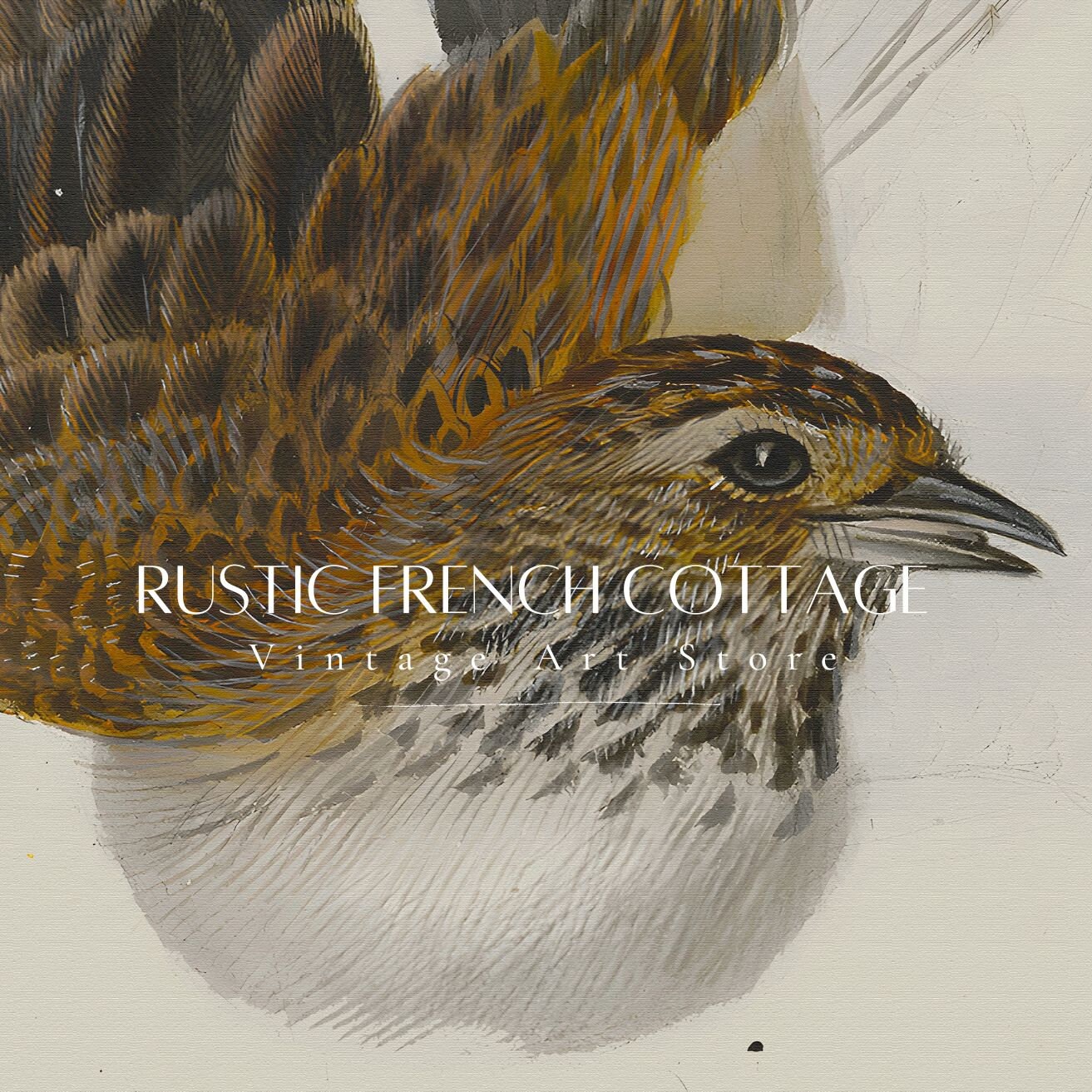 Vintage Bird Print | Wild Bird Art | PRINTABLE Art | French Country Art ...