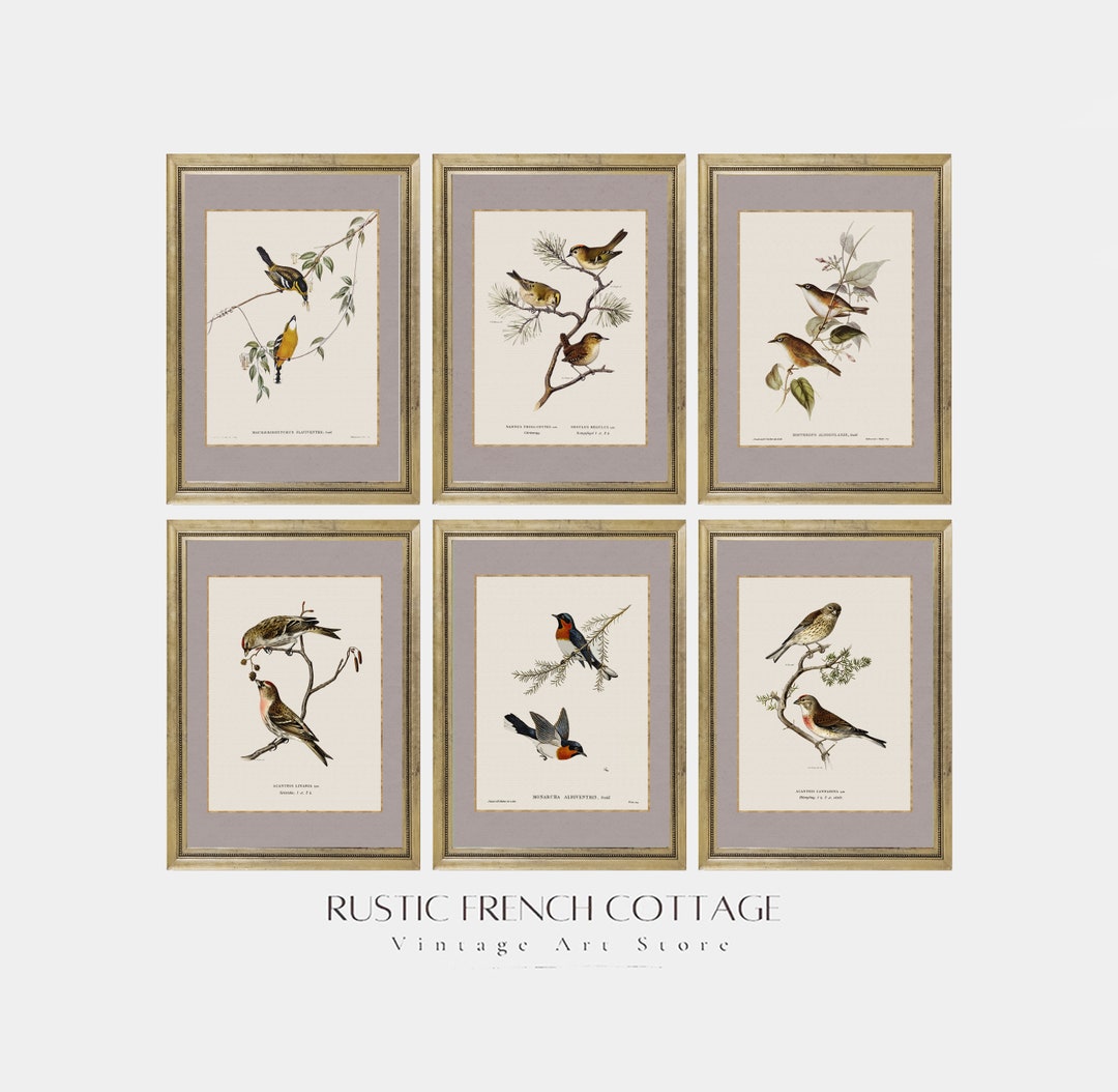 Vintage Art for Bird Room | Wall Decor for Girl's Room | Housewarming ...