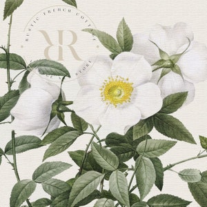 Set of Three Vintage Floral Prints in Sage Green | Botanical Wall ...