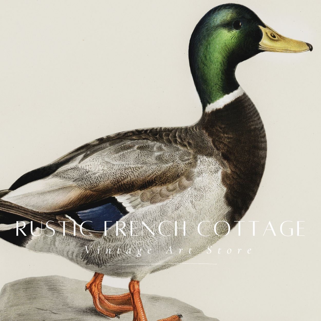 Vintage Duck Paint Rustic Décor Lake House Decor PRINTABLE Digital Art ...