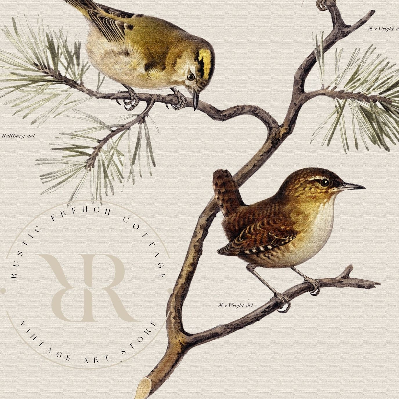 Vintage Art for Bird Room Wall Decor for Girl's Room Housewarming Gift ...