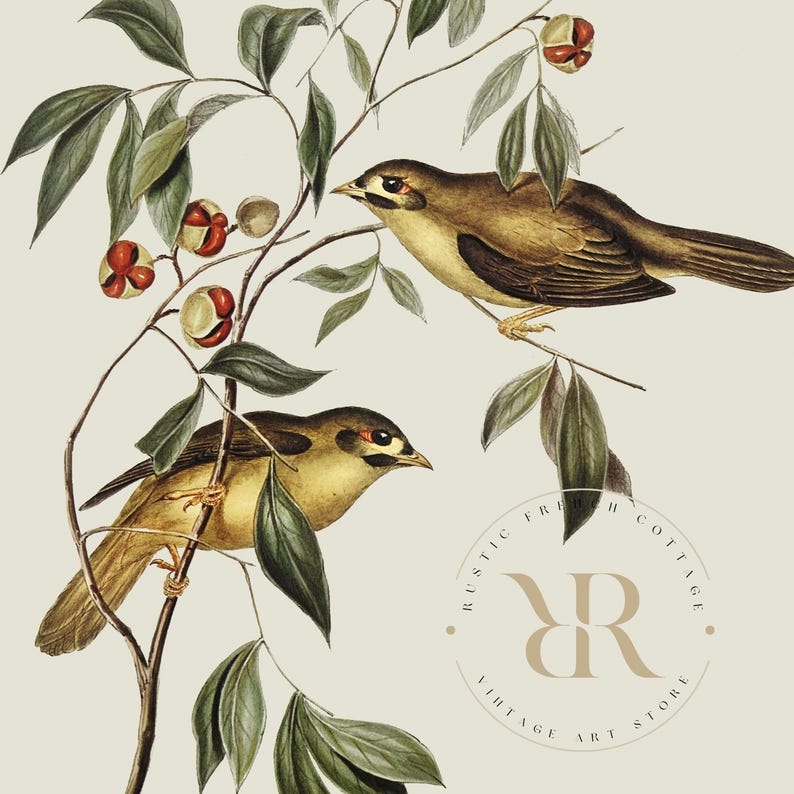Vintage Songbird Illustrations| Antique Birds Gallery | Rustic French ...