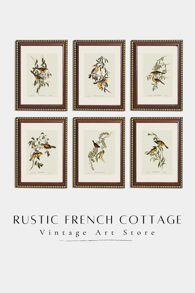 Vintage Songbird Illustrations| Antique Birds Gallery | Rustic French ...
